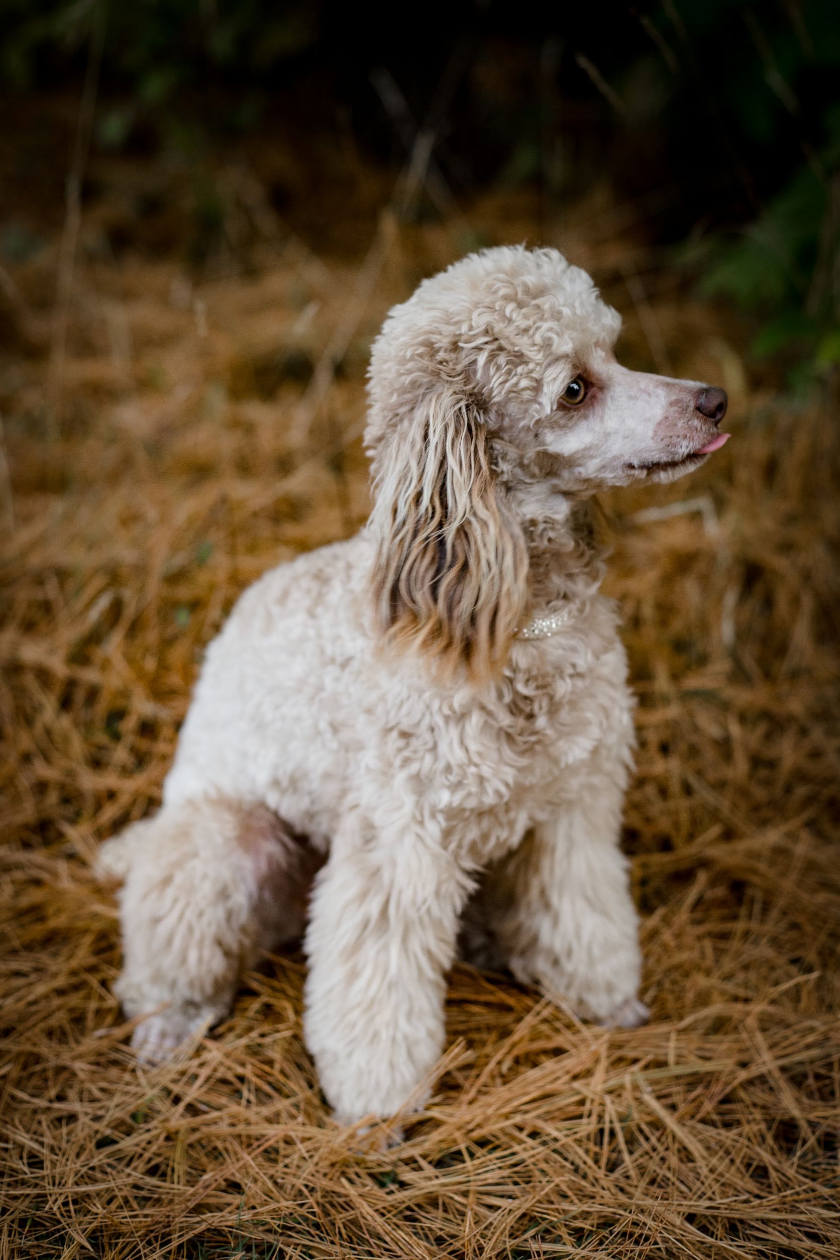 Poodle Puppies for Sale in Ontario | Almaguin Poodles