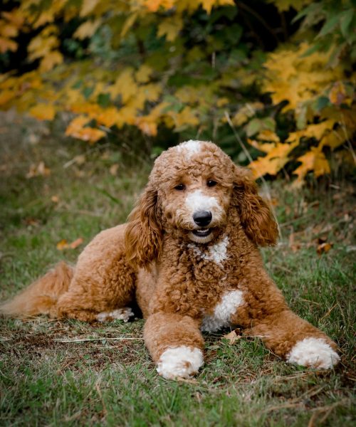 Our Poodles Ontario Canada | Almaguin Poodles